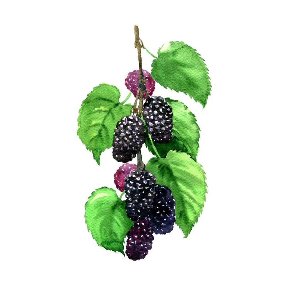 Cobella | Cooperativa Lepe