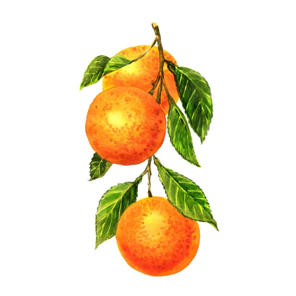 Cobella | Cooperativa Lepe