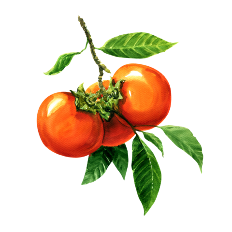 Cobella | Cooperativa Lepe